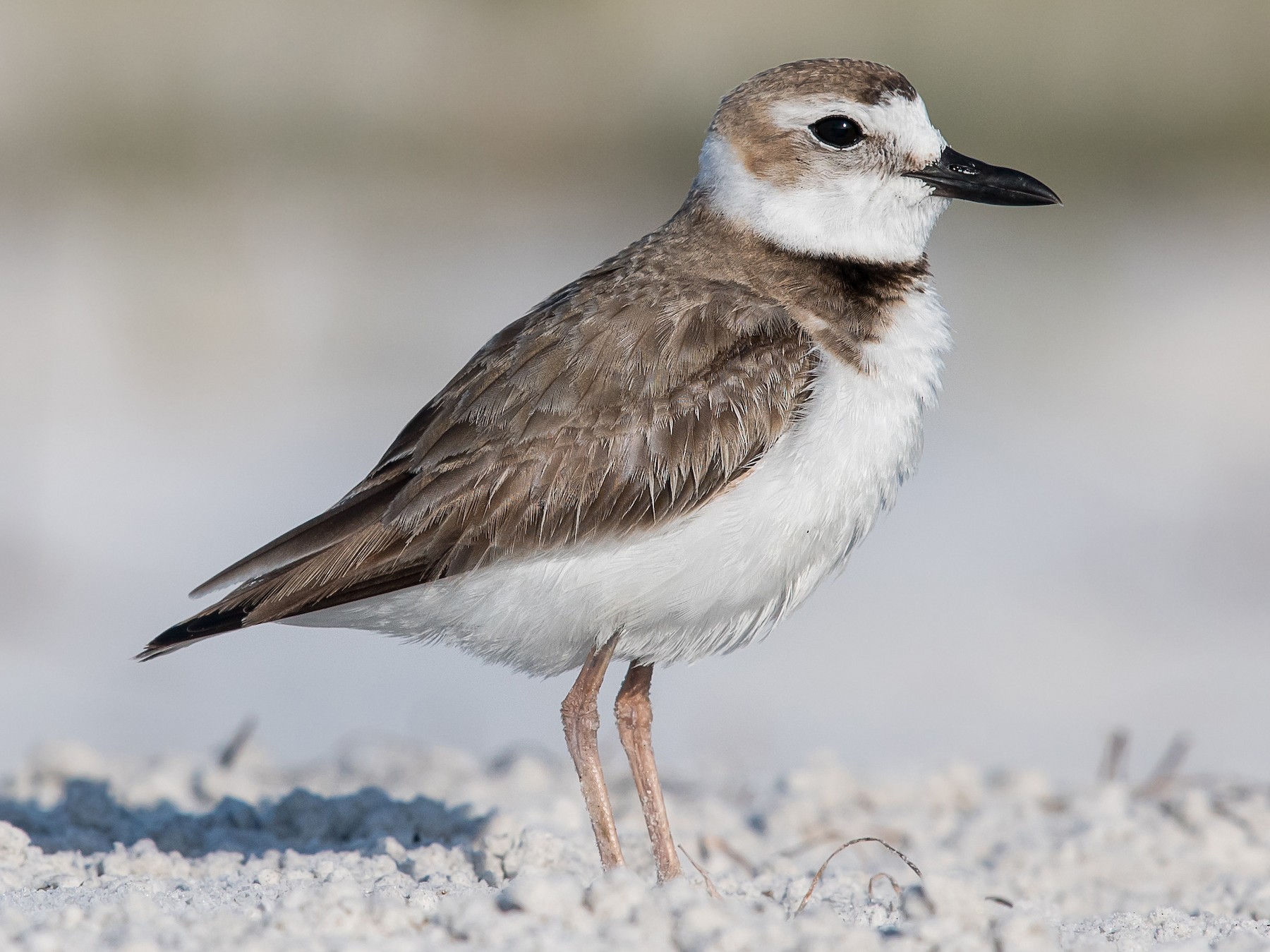 Wilson's Plover - eBird