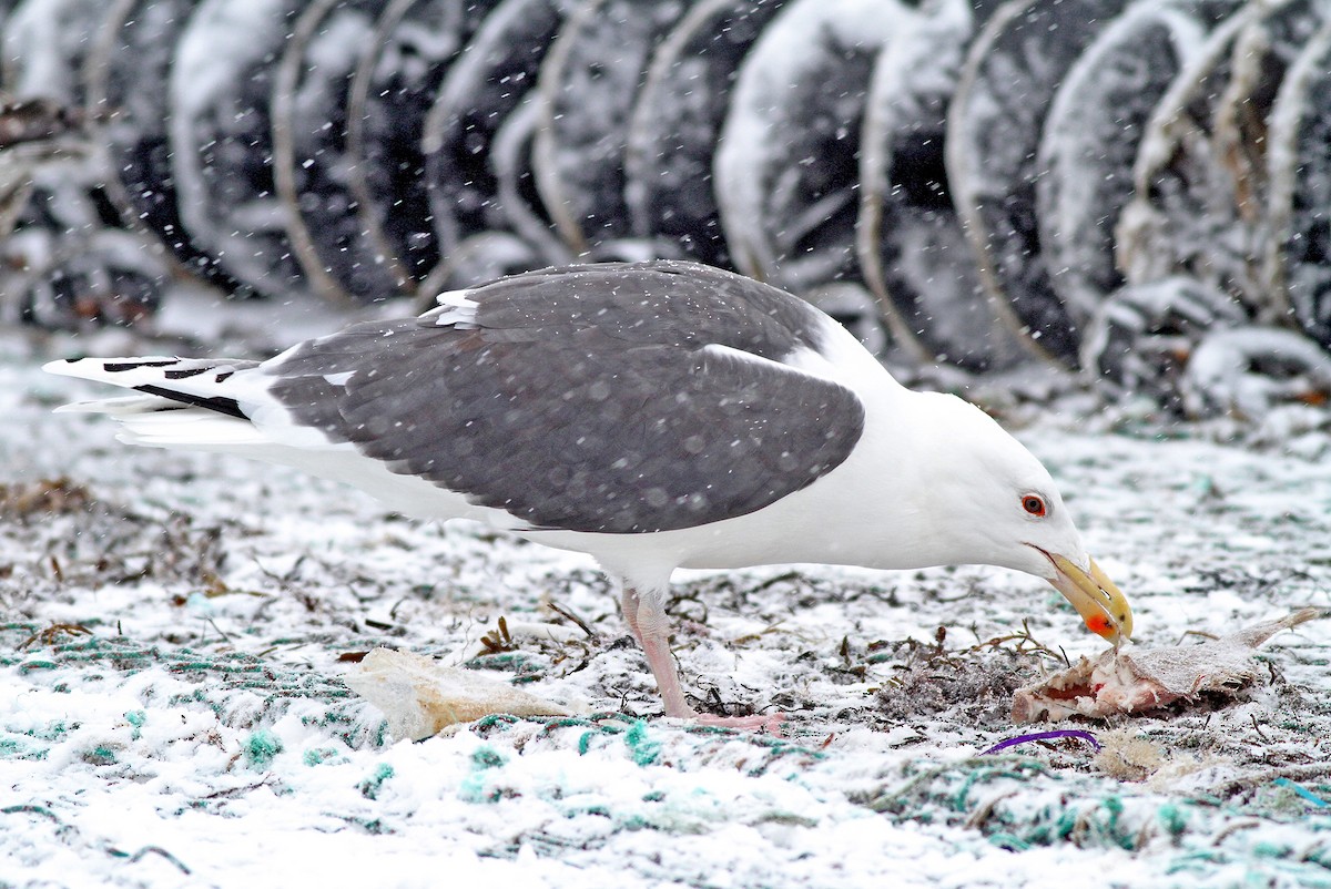 ML298228701 Glaucous x Great Black-backed Gull (hybrid) Macaulay Library