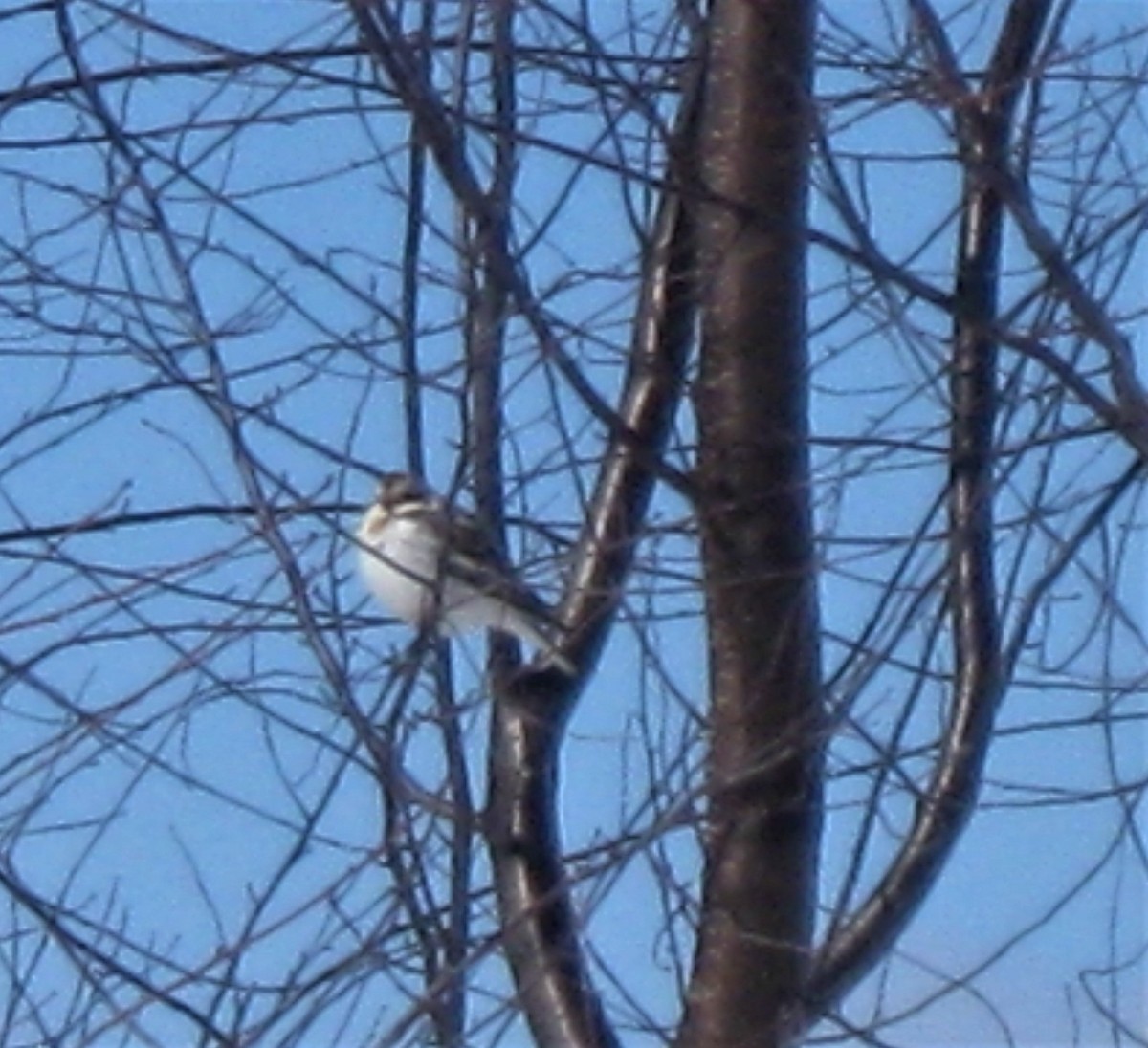 eBird Checklist - 15 Mar 2020 - 3e Rang Est, Sainte-Croix - 4 species