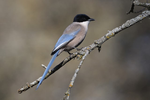 Evropska Plava Svraka EBird, 48% OFF | www.micoope.com.gt