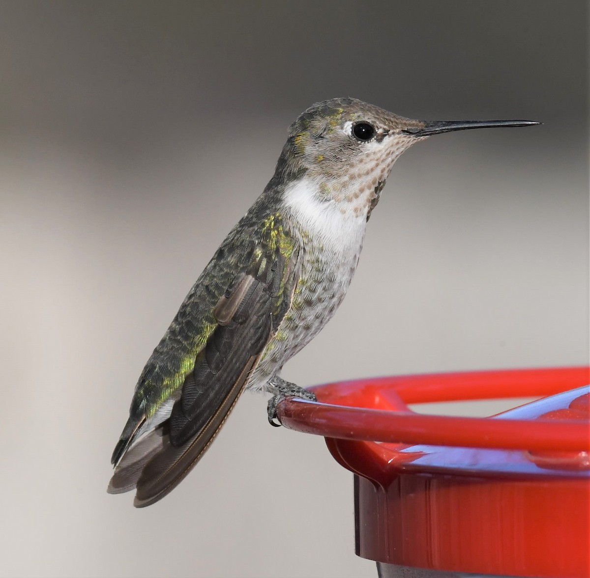 Anna's x Calliope Hummingbird (hybrid) - eBird