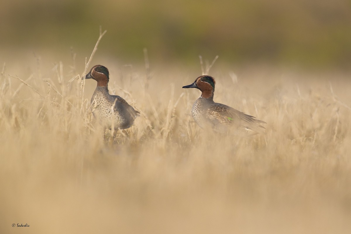 eBird Checklist - 29 Dec 2020 - Katral Kere ಕಾತ್ರಾಳ ಕೆರೆ - 10 species