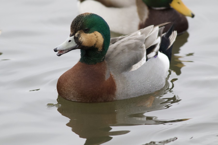 Silbón europeo x Pato marrueco (híbrido) - eBird
