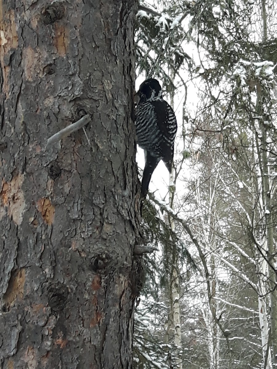 eBird Checklist - 17 Jan 2021 - Timmins--McLean Drive trails - 6 species