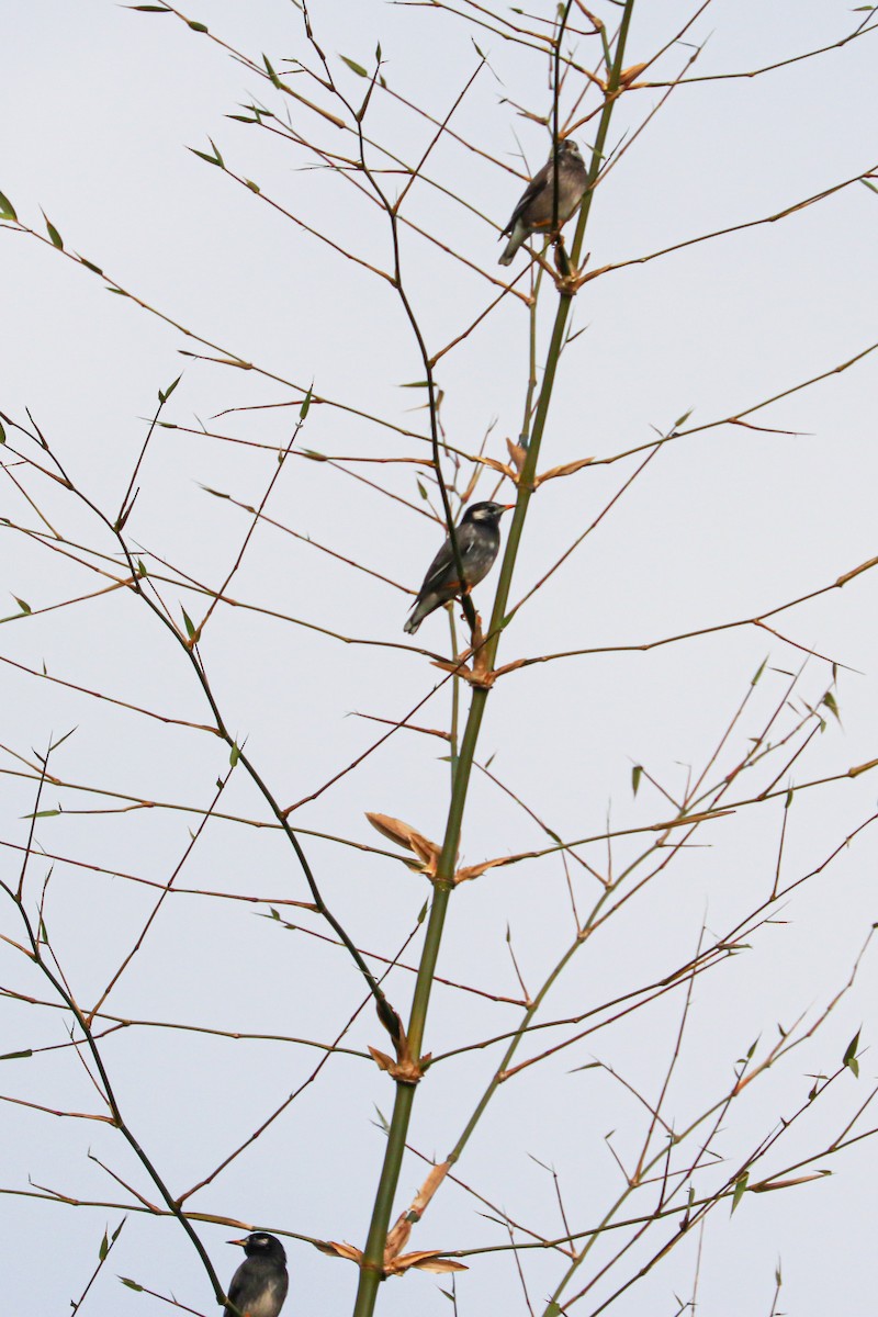 eBird Checklist - 3 Jan 2021 - Po Toi - 12 species