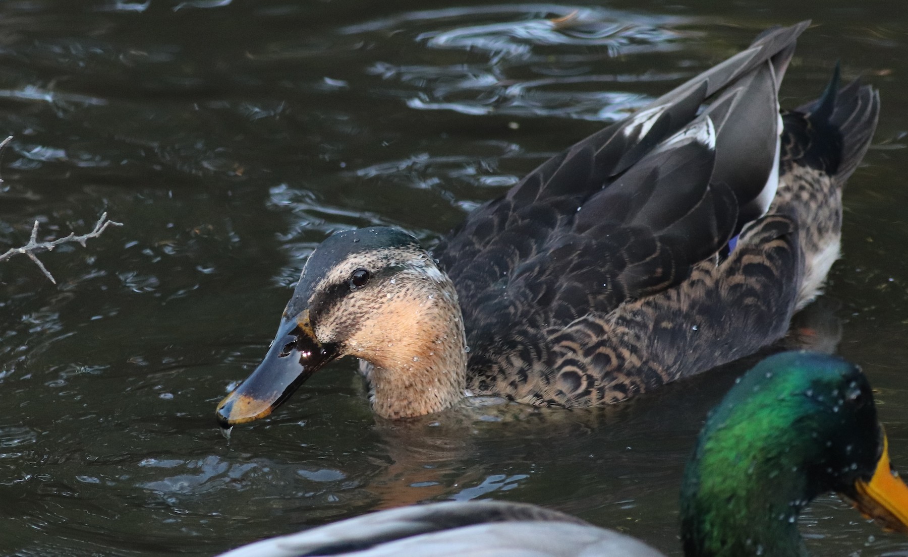 Pato marrueco x Ánade picopinto chino (híbrido) - eBird