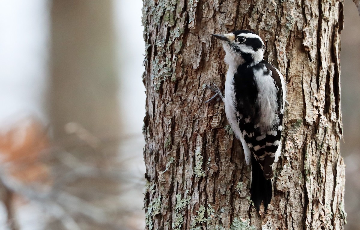 eBird Checklist - 18 Jan 2021 - Wertheim NWR - 20 species (+1 other taxa)