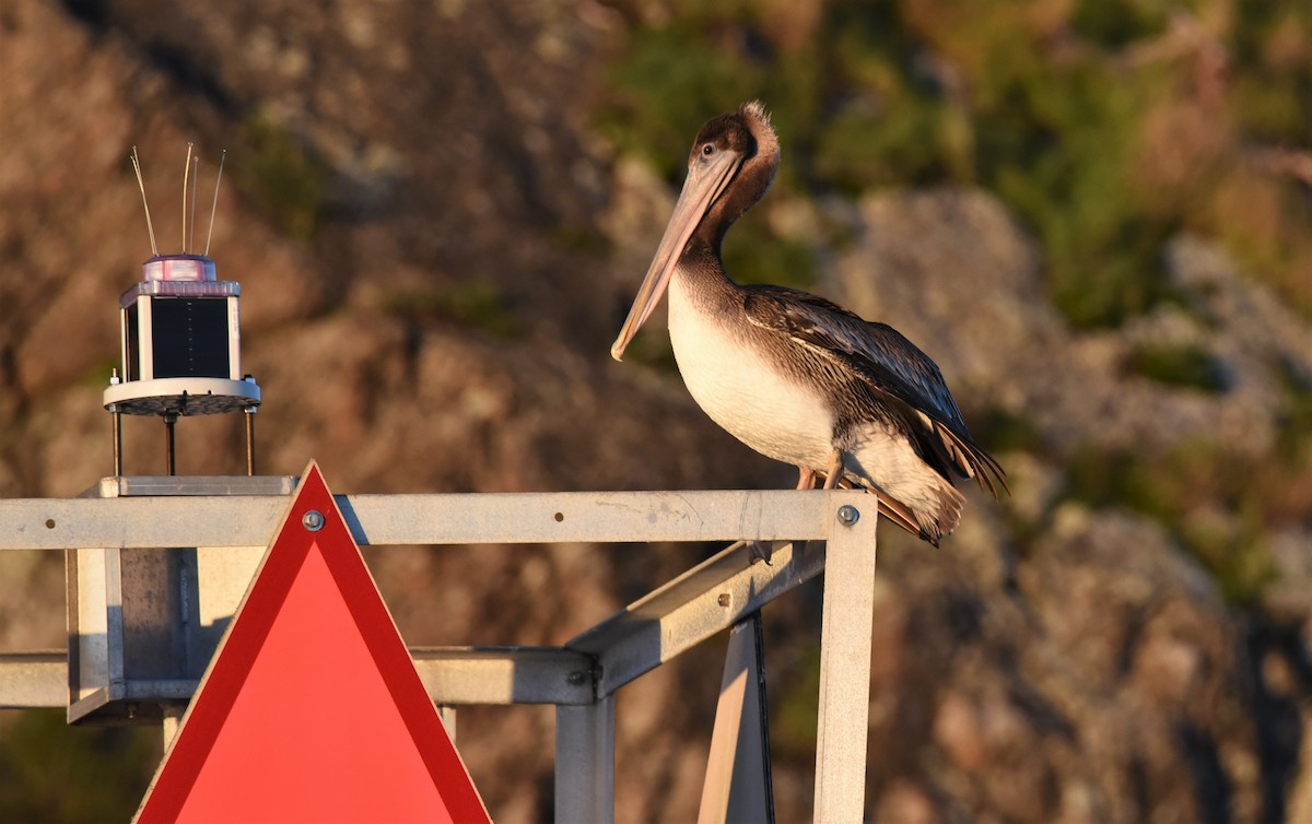 eBird Checklist - 18 Jan 2021 - Cap Sante Marina - 8 species (+1 other ...