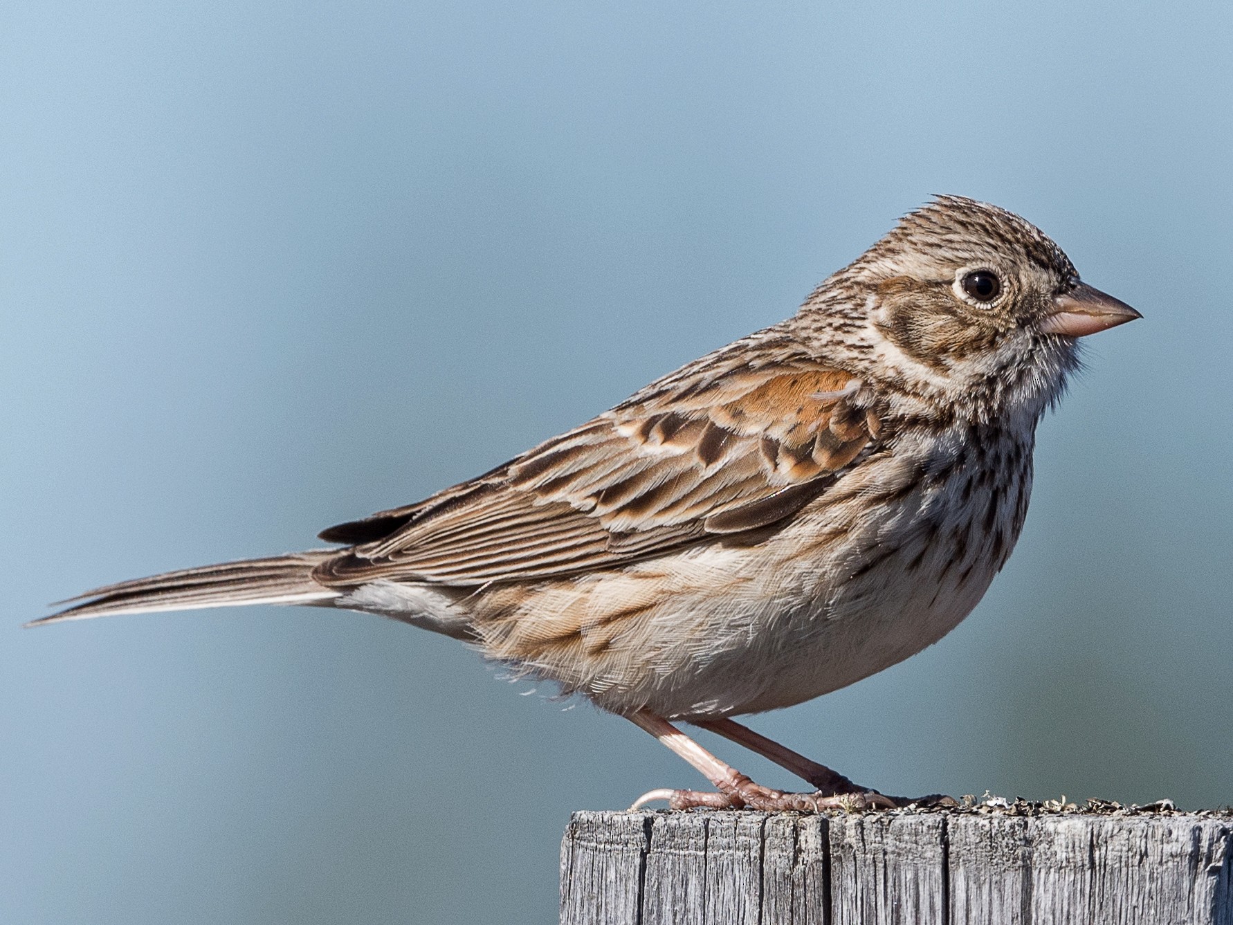 Vesper Sparrow - eBird