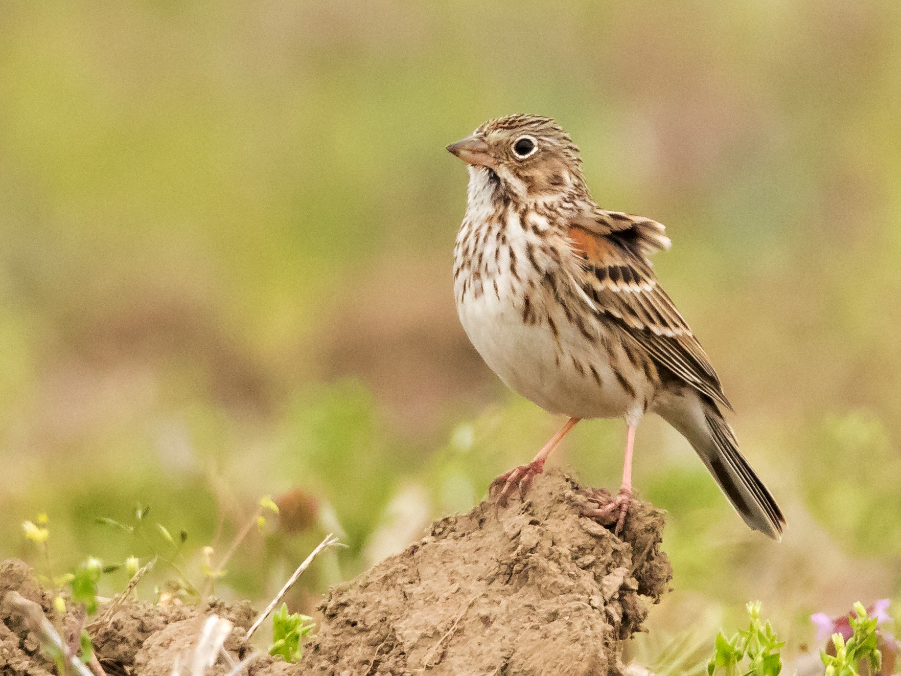 Vesper Sparrow - eBird