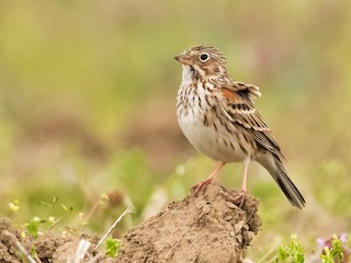 Vesper Sparrow - eBird