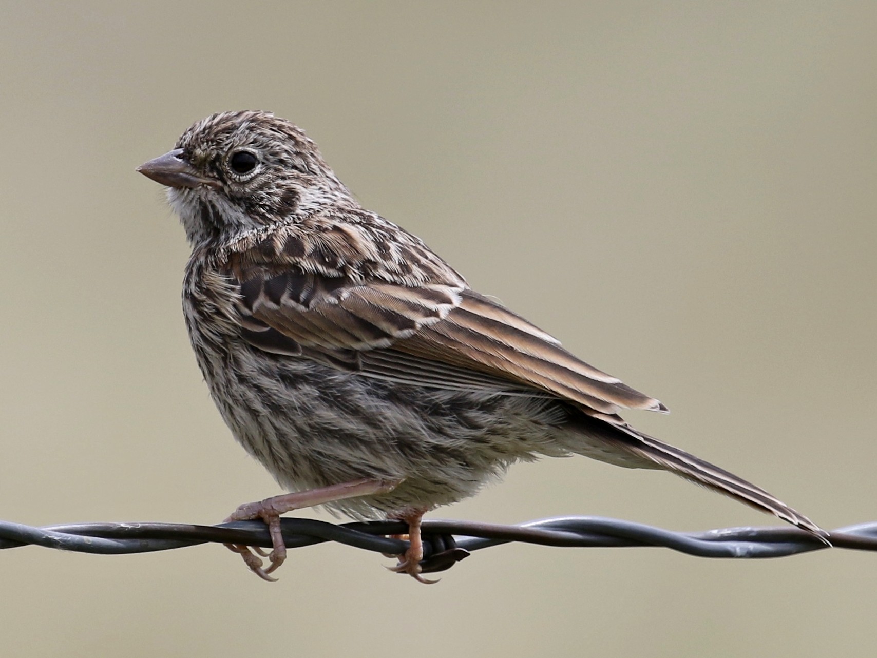 Vesper Sparrow - eBird