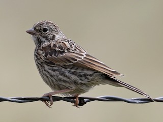 Vesper Sparrow - eBird