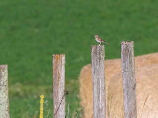 Vesper Sparrow - eBird
