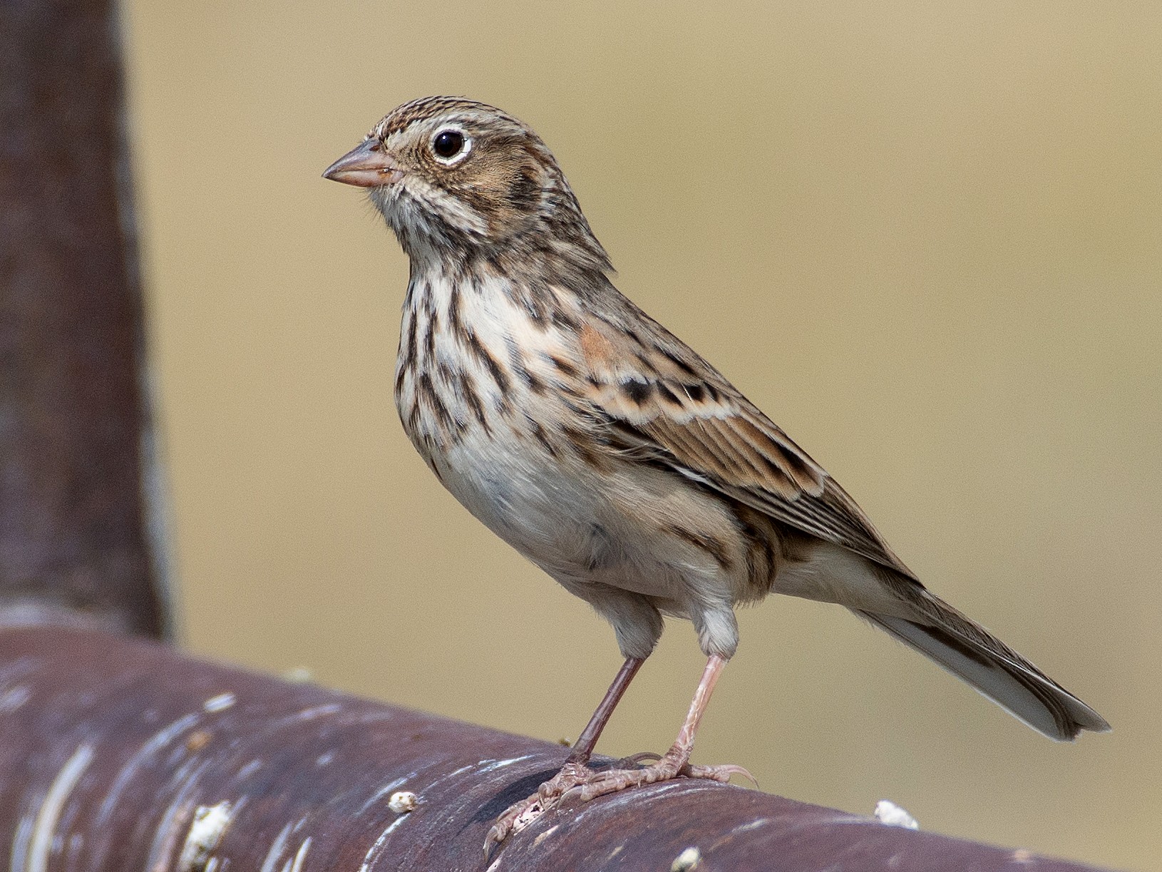 Chingolo Coliblanco - eBird