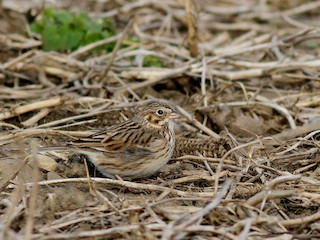 Vesper Sparrow - eBird