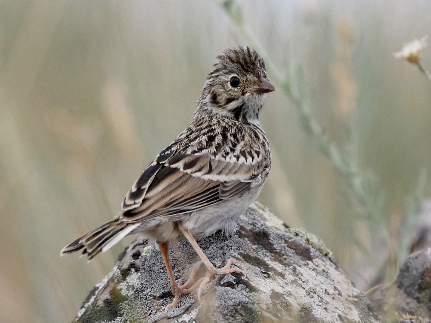 Vesper Sparrow - eBird