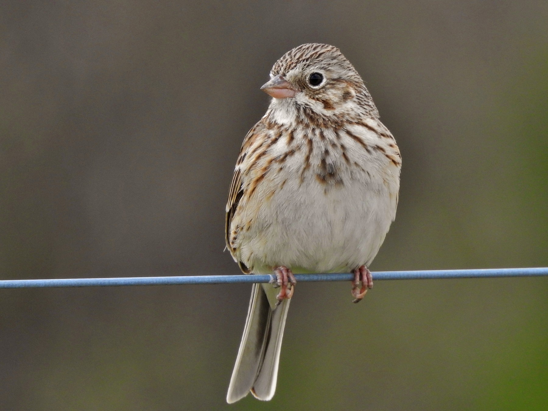 Vesper Sparrow - eBird