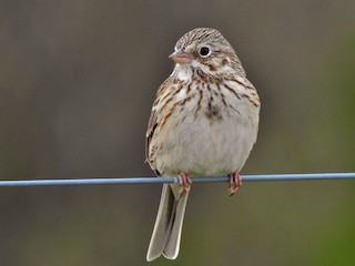 Vesper Sparrow - eBird