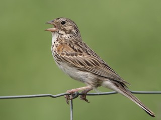 Vesper Sparrow - eBird