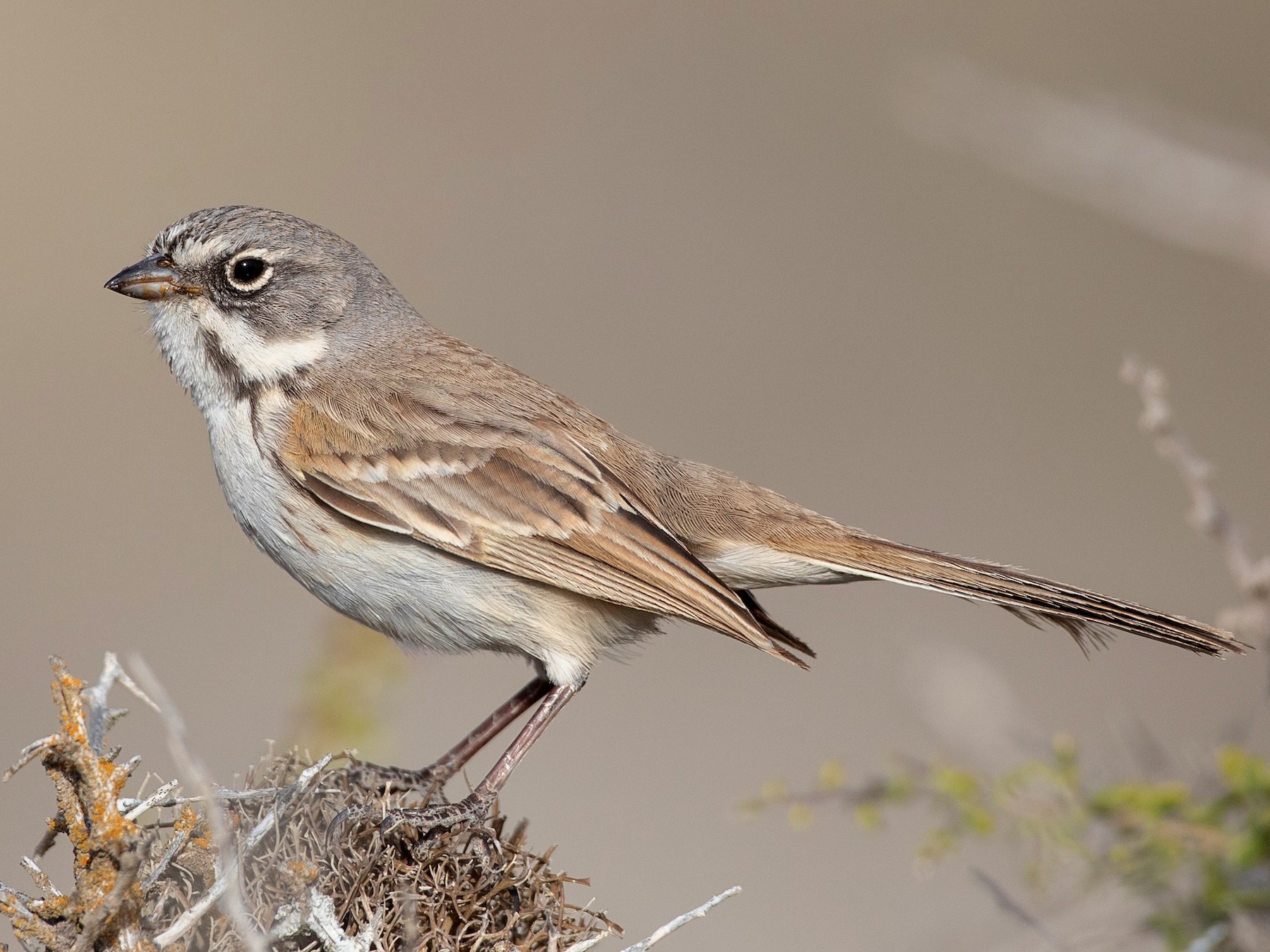 Bell's Sparrow - eBird