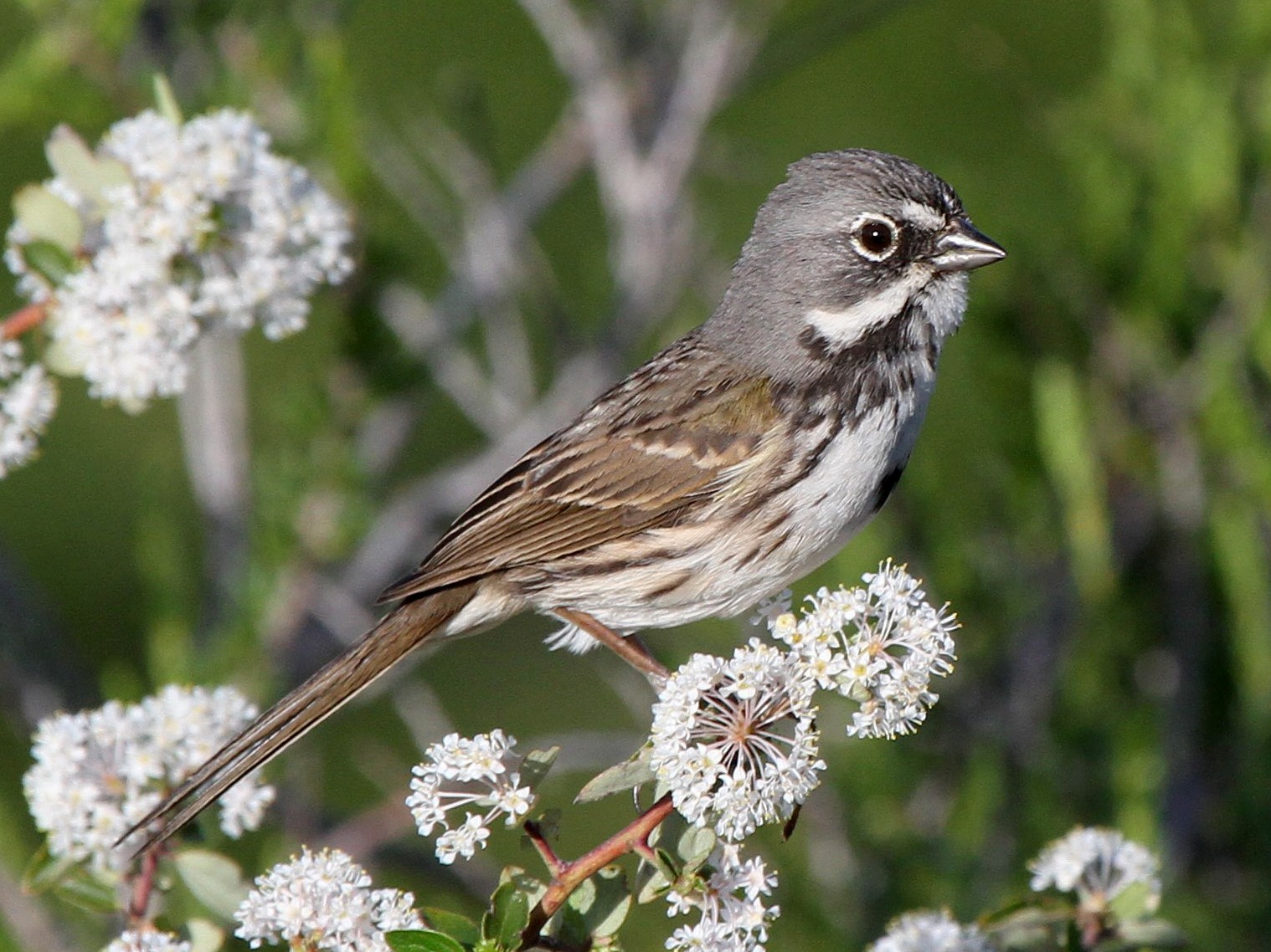 Bell's Sparrow - eBird