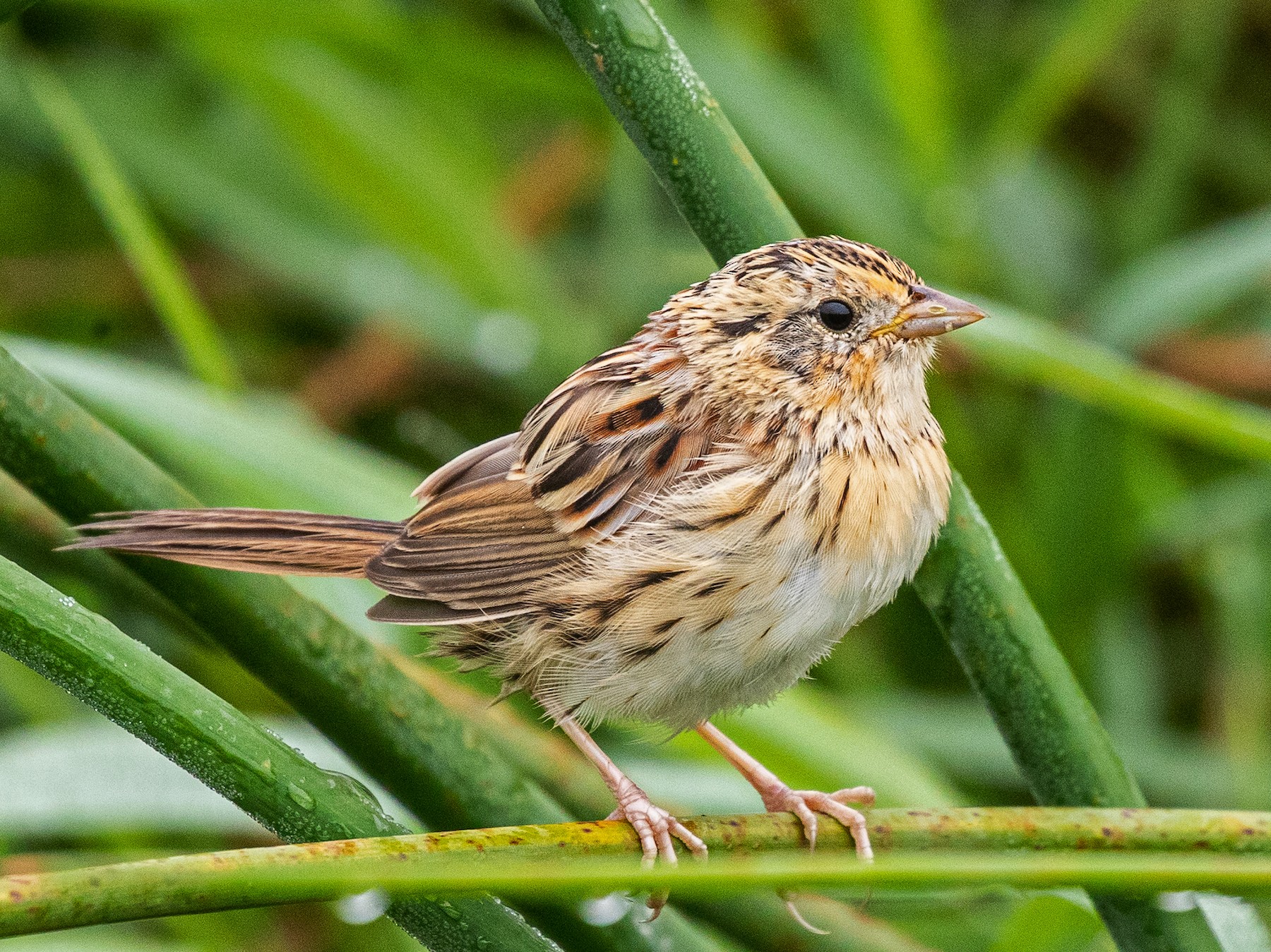 LeConte's Sparrow - eBird