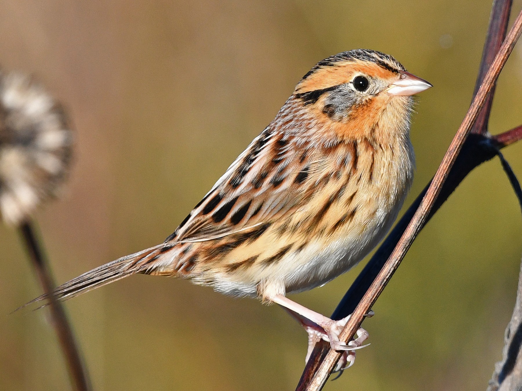 LeConte's Sparrow - eBird