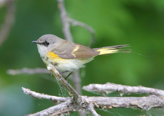 American Redstart Male And Female