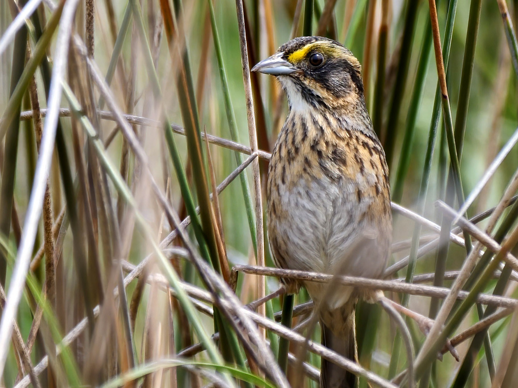 Seaside Sparrow - eBird
