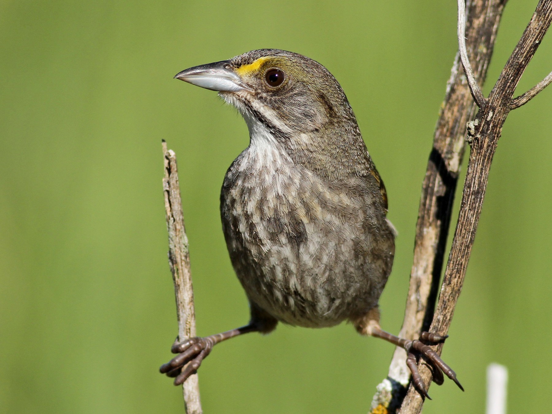 Dusky Seaside Sparrow Information