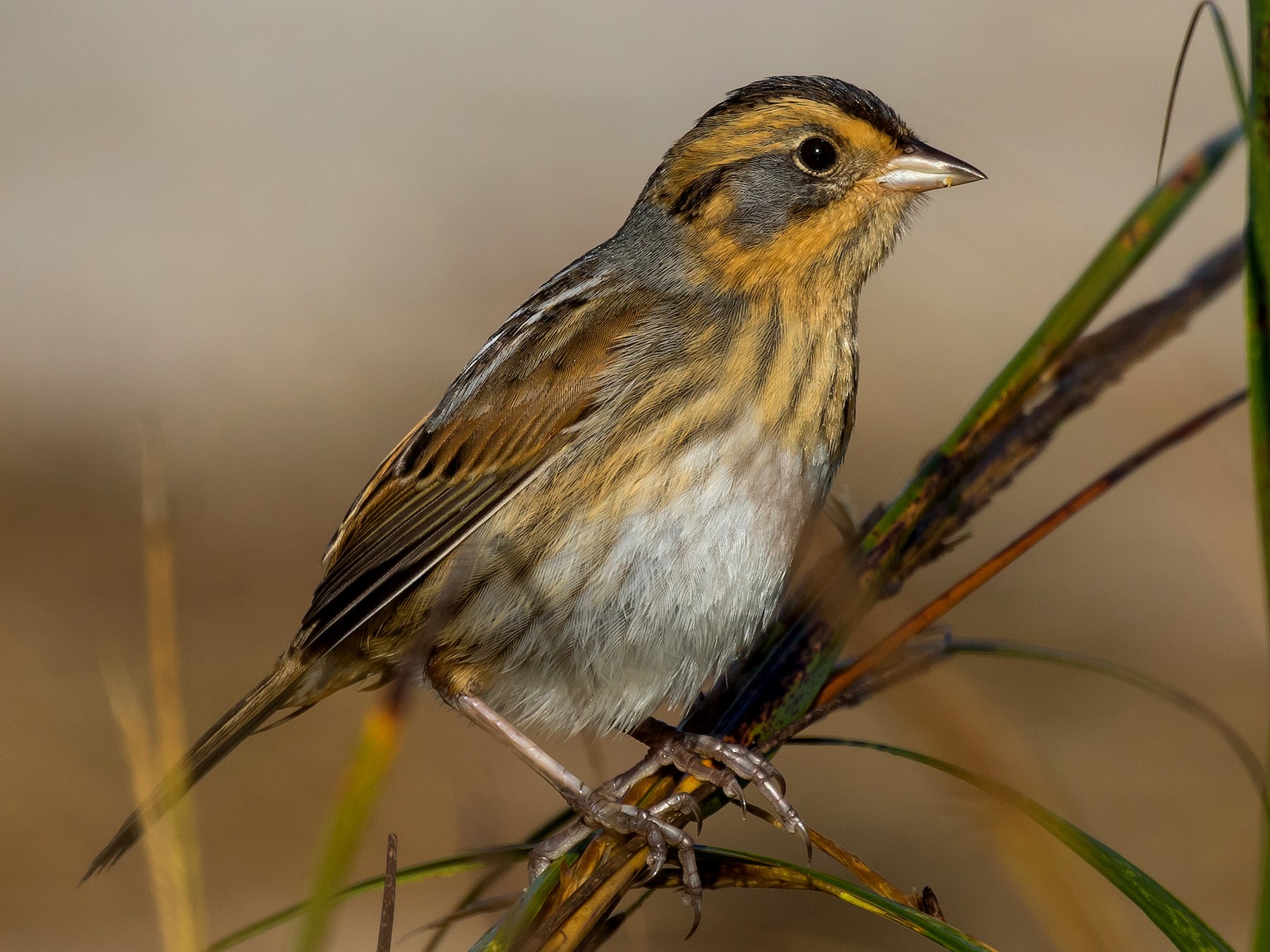 Nelson's Sparrow - eBird