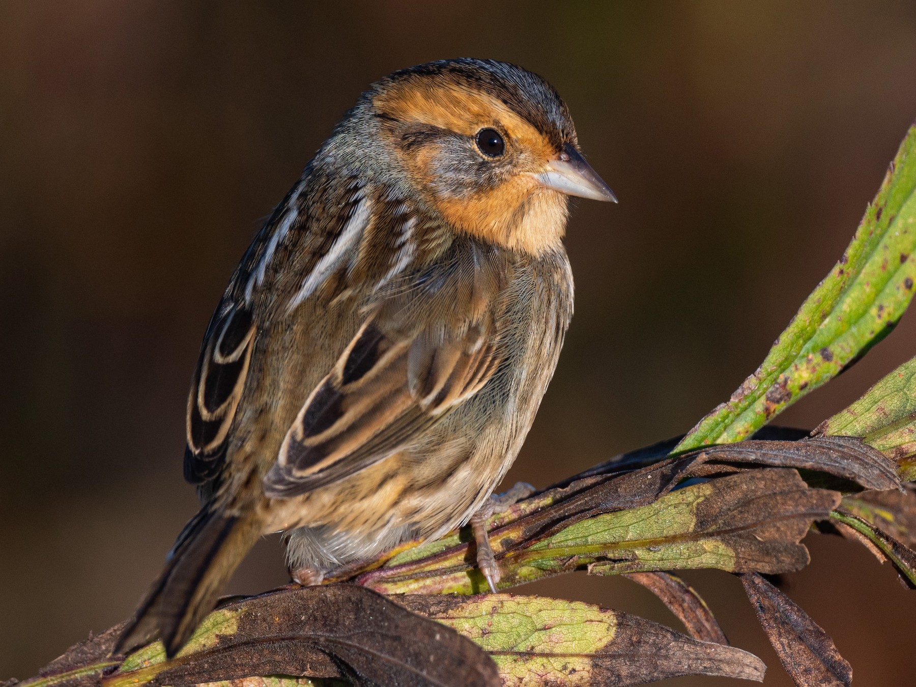 Nelson's Sparrow - eBird