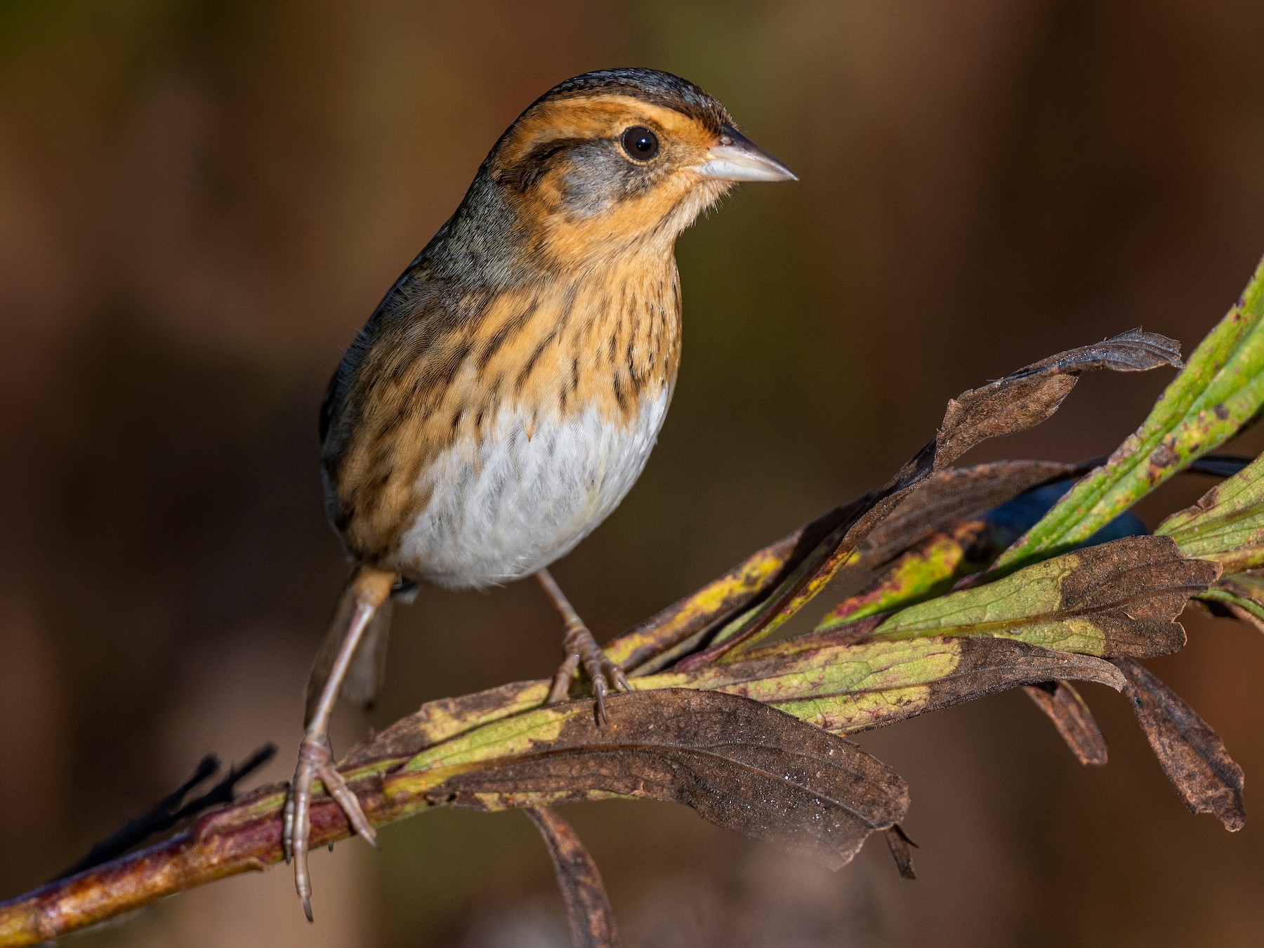 Nelson's Sparrow - eBird