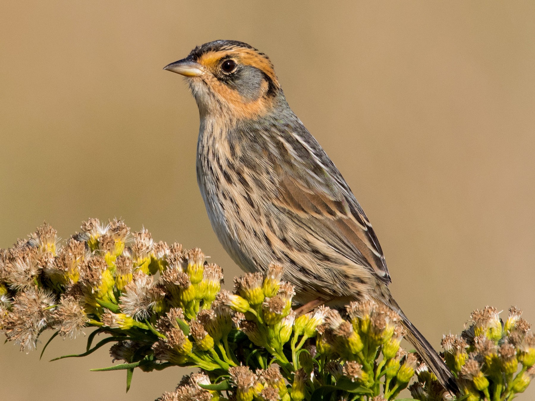 Saltmarsh Sparrow - eBird