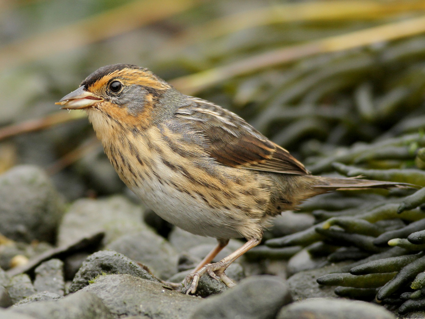 Saltmarsh Sparrow - eBird
