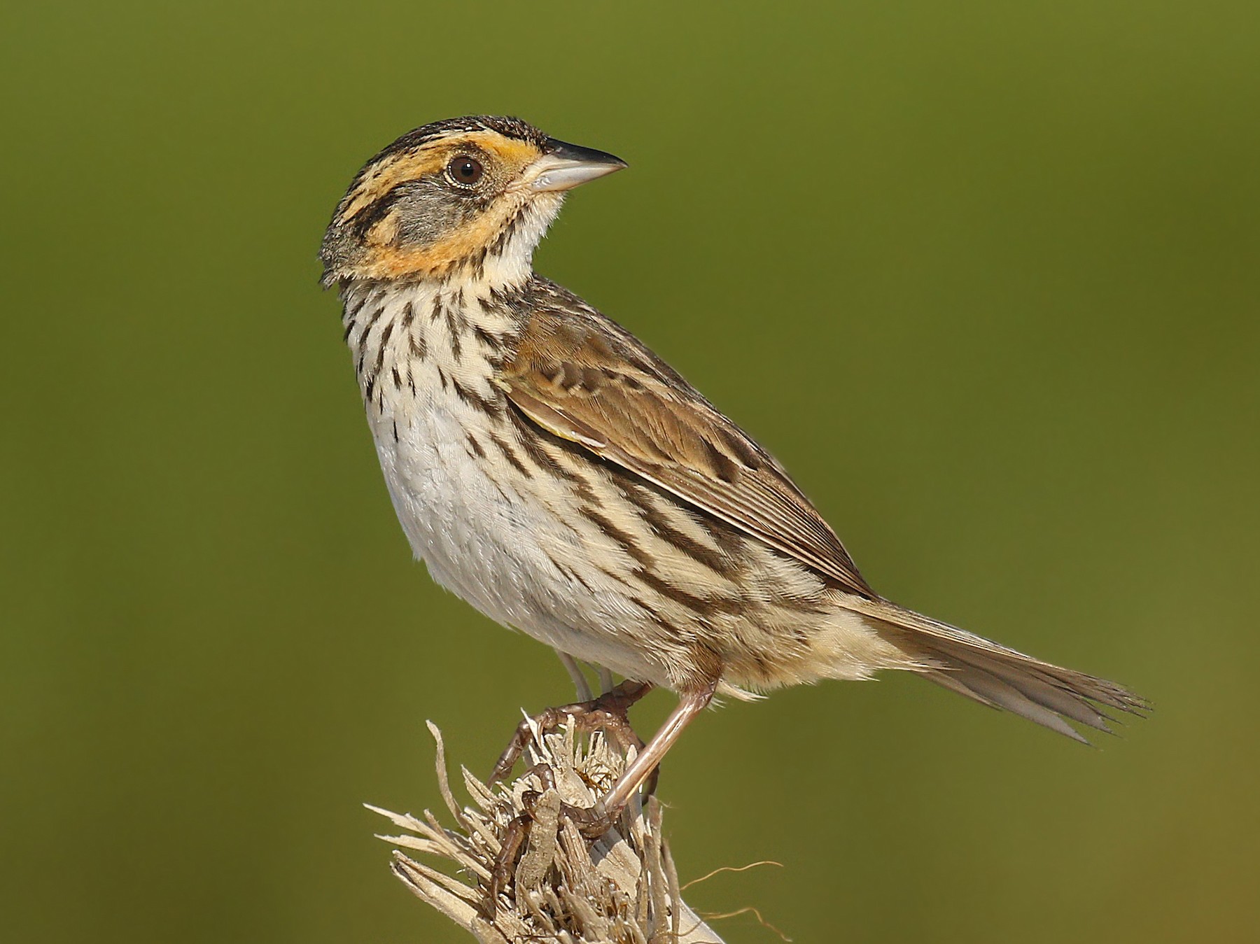 Saltmarsh Sparrow - eBird