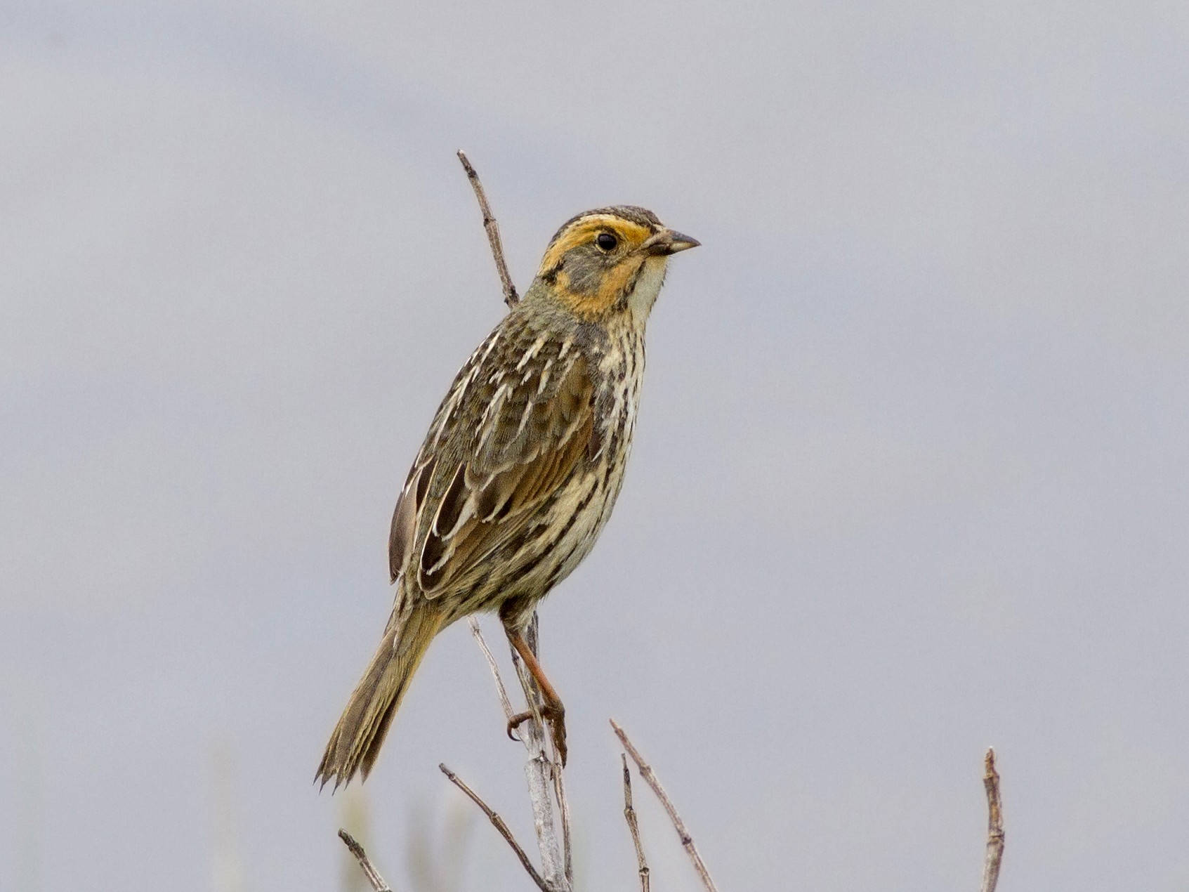 Saltmarsh Sparrow - eBird