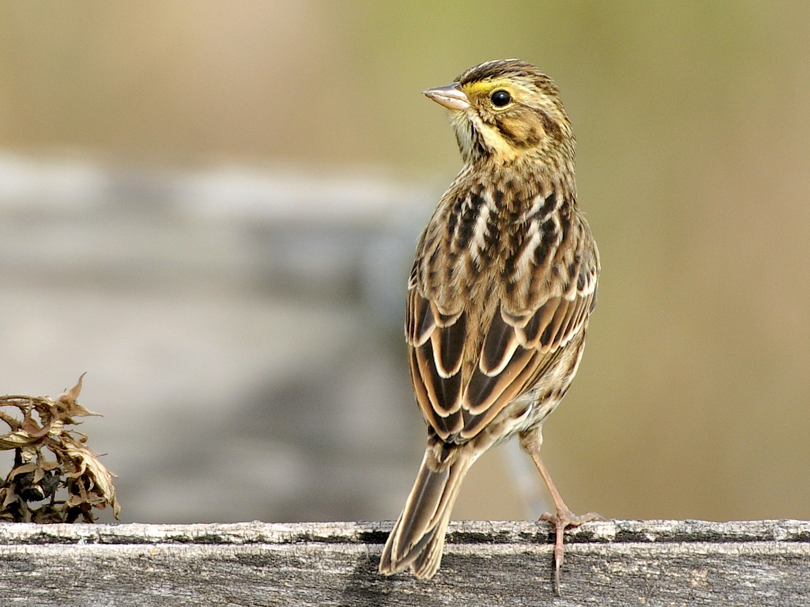 Savannah Sparrow - eBird
