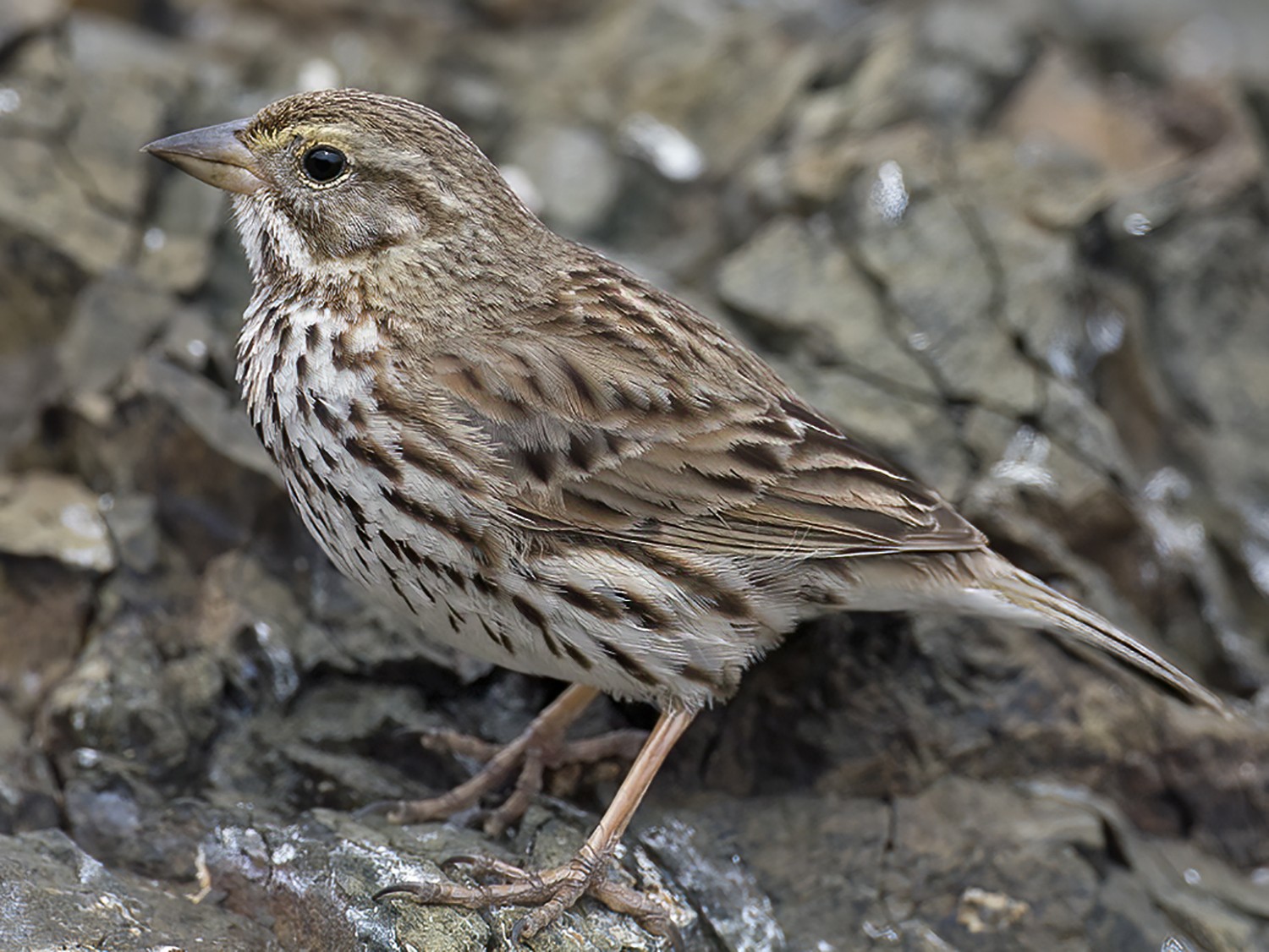 Savannah Sparrow - eBird