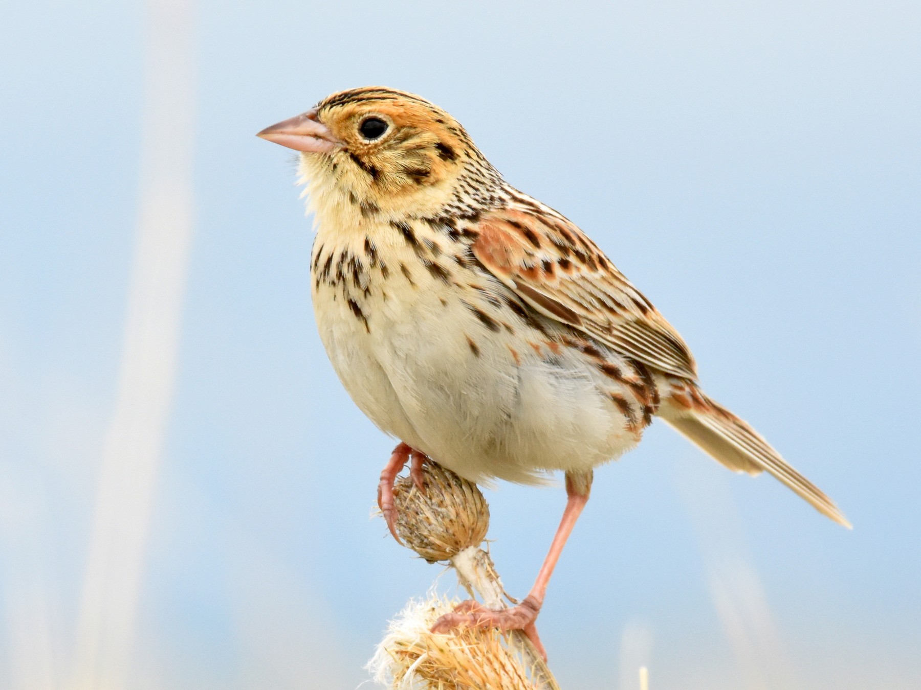 Baird's Sparrow - eBird