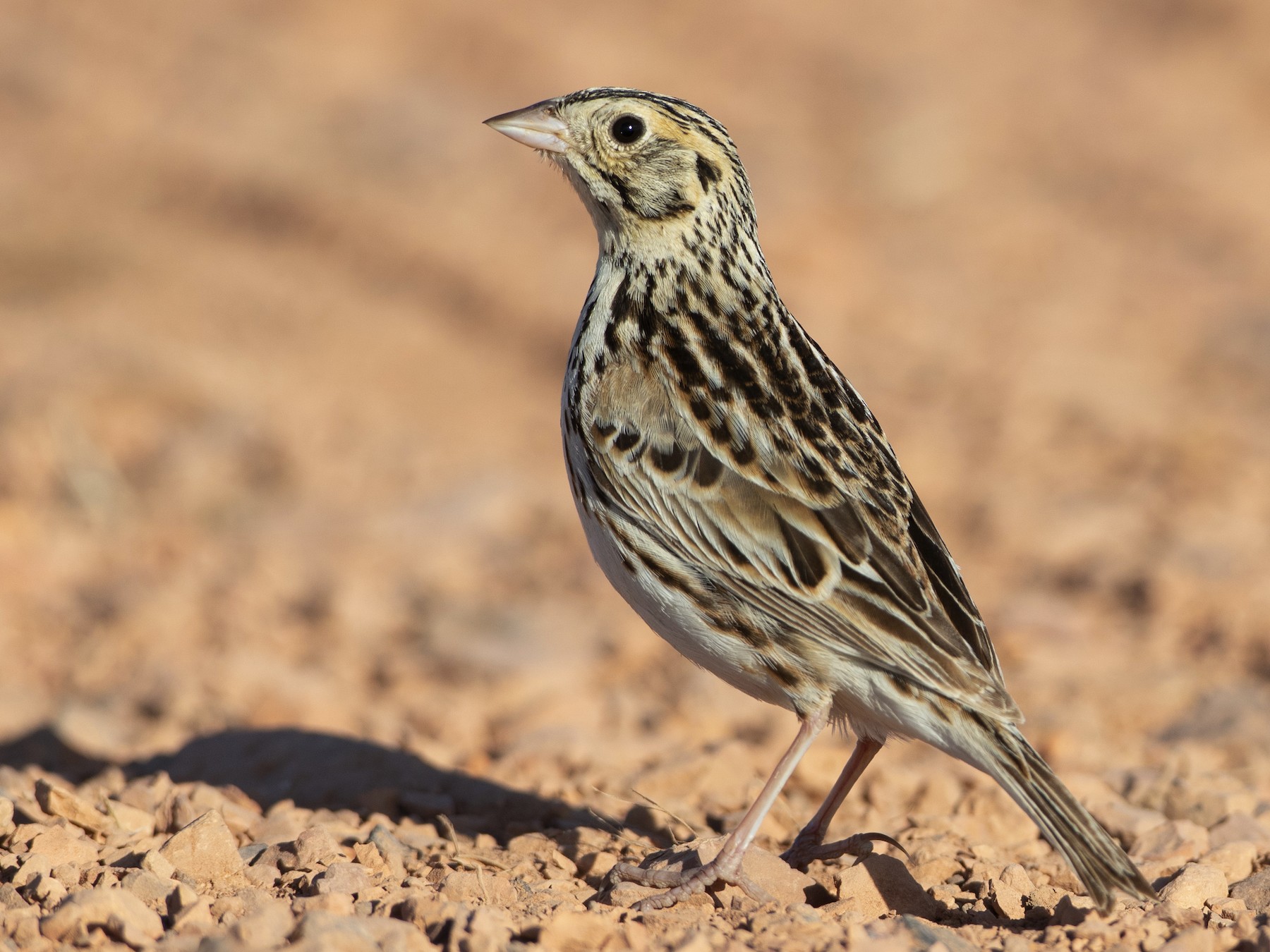 Baird's Sparrow - eBird