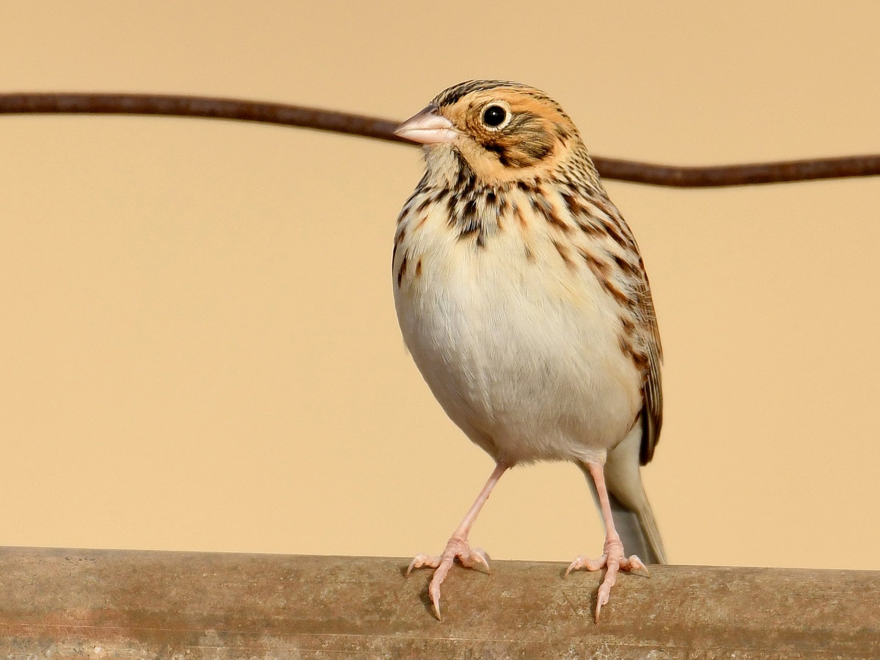 Baird's Sparrow - eBird