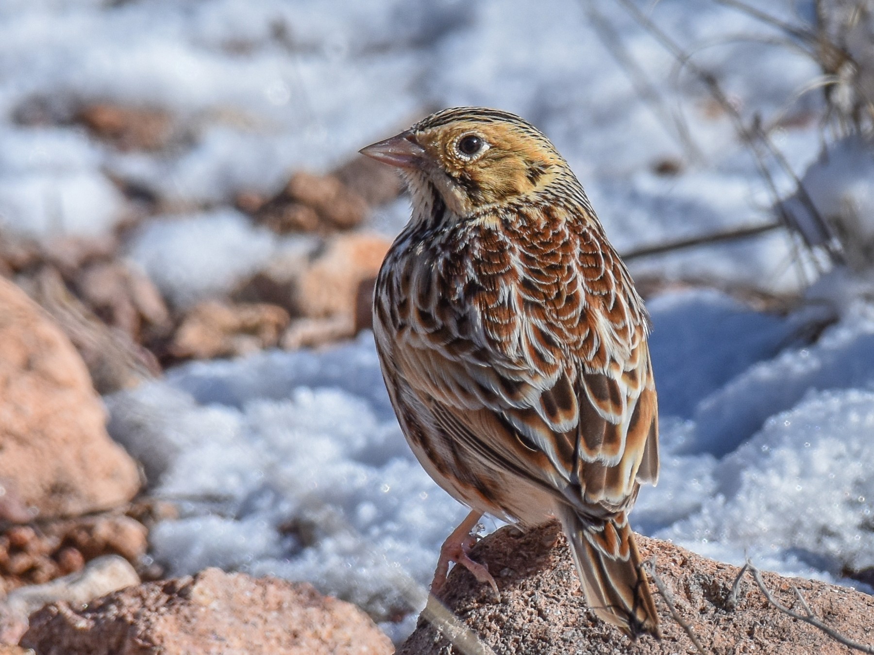 Baird's Sparrow - eBird