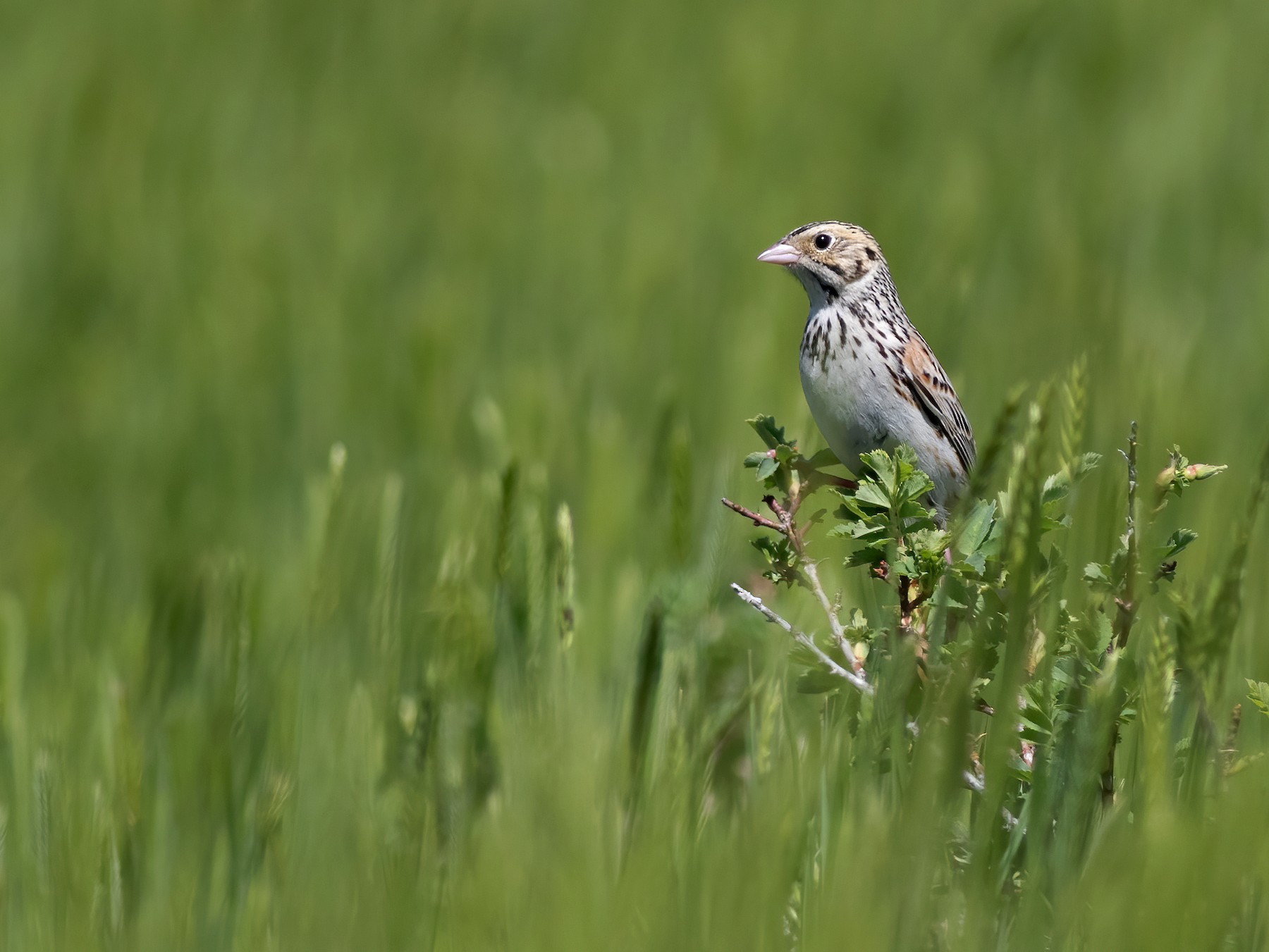 Baird's Sparrow - eBird
