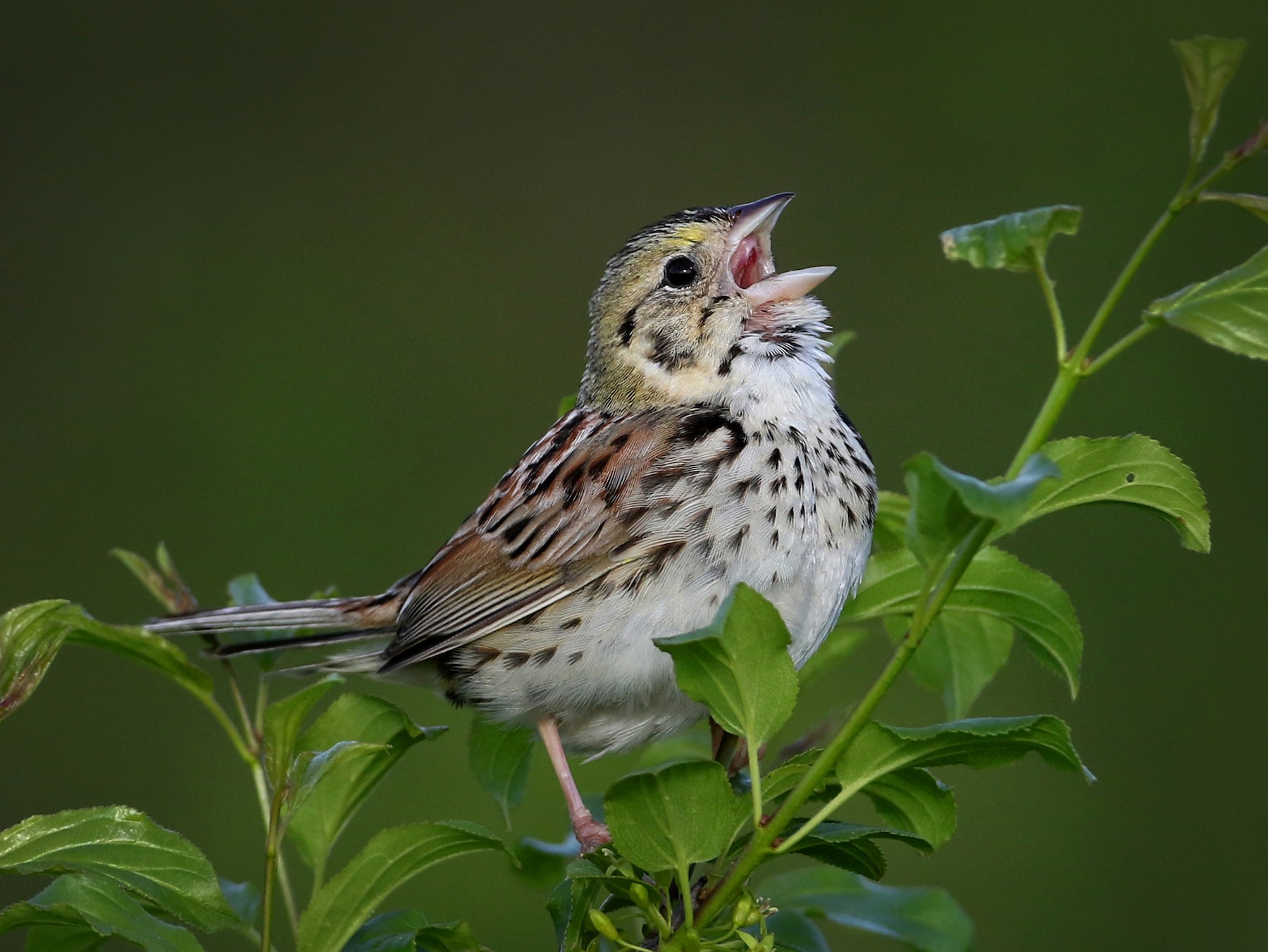 Henslow's Sparrow - eBird