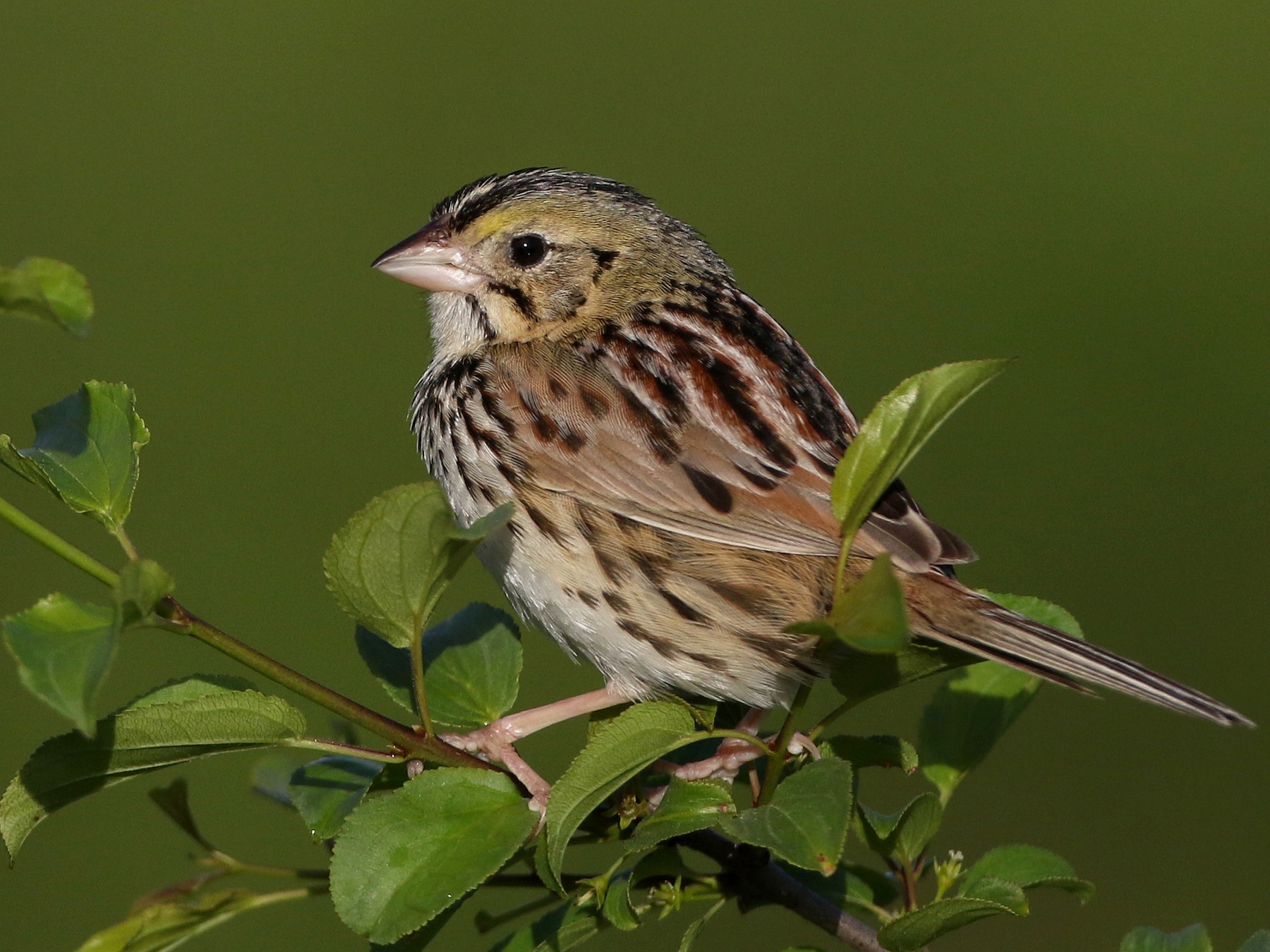 Henslow's Sparrow - eBird
