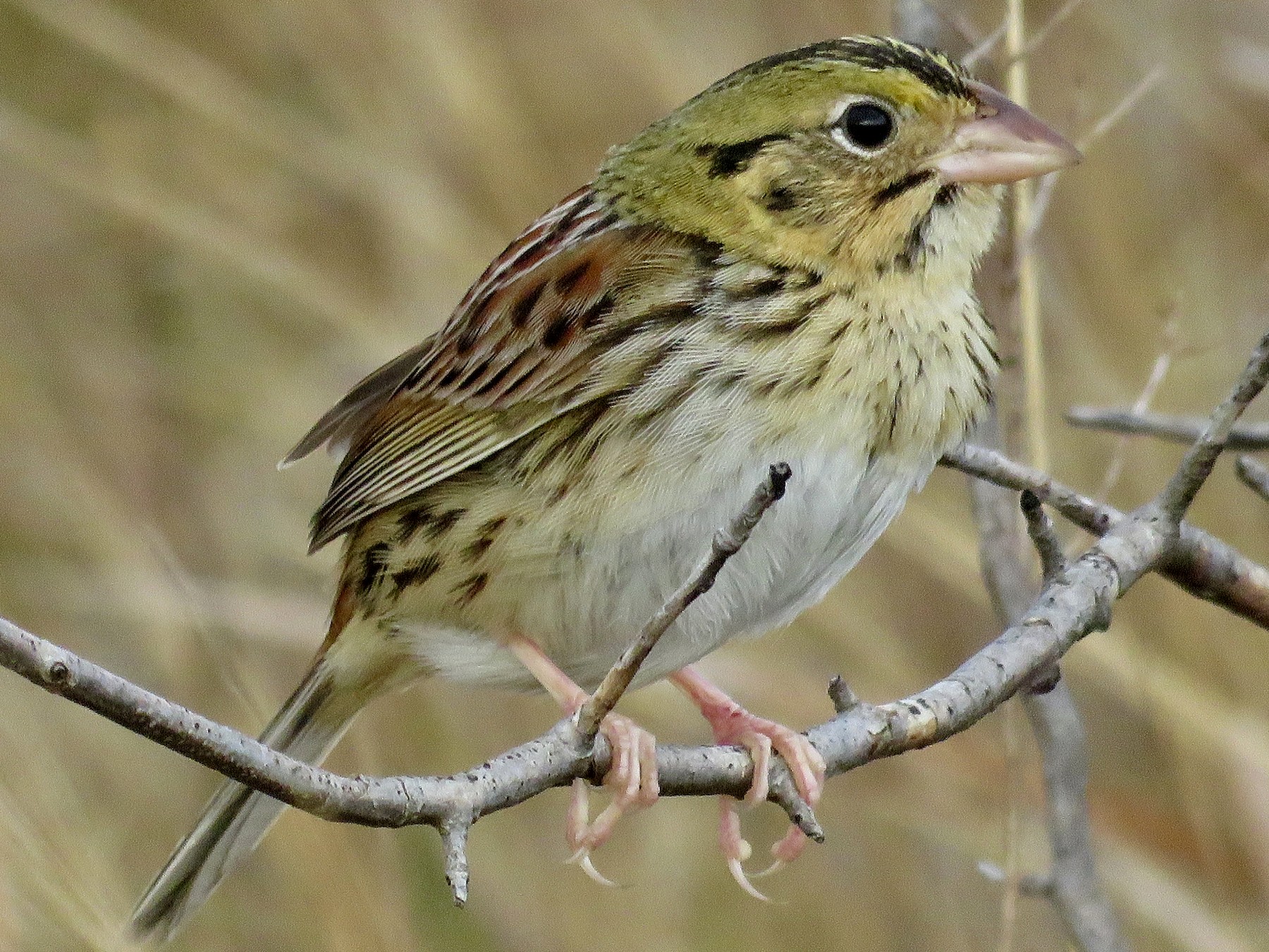 Henslow's Sparrow - eBird