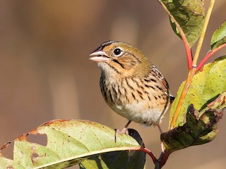 Henslow's Sparrow - eBird