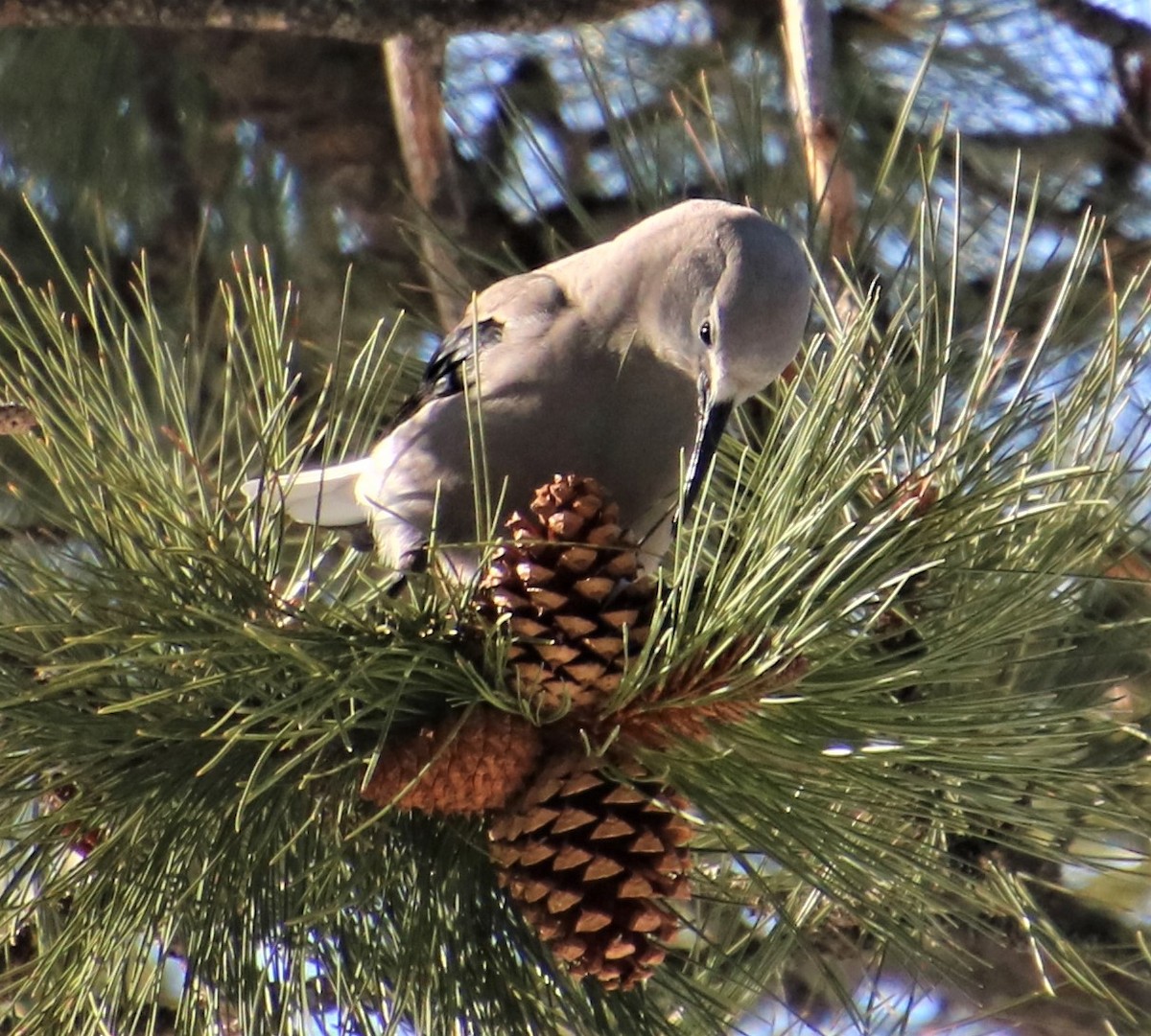 eBird Checklist - 19 Jan 2021 - Story (town) - 1 species